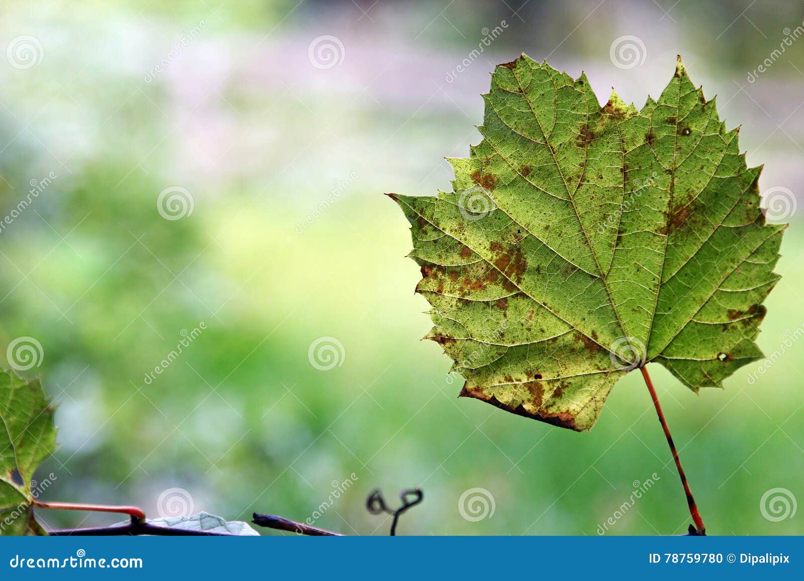Single Grapes leaf stock photo. Image of garden, beauty - 78759780