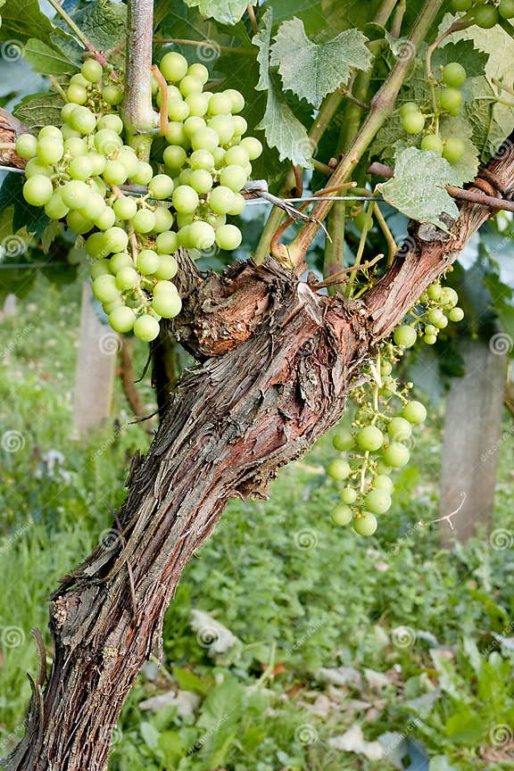 Single grapevine stock image. Image of vineyard, wine - 5992043