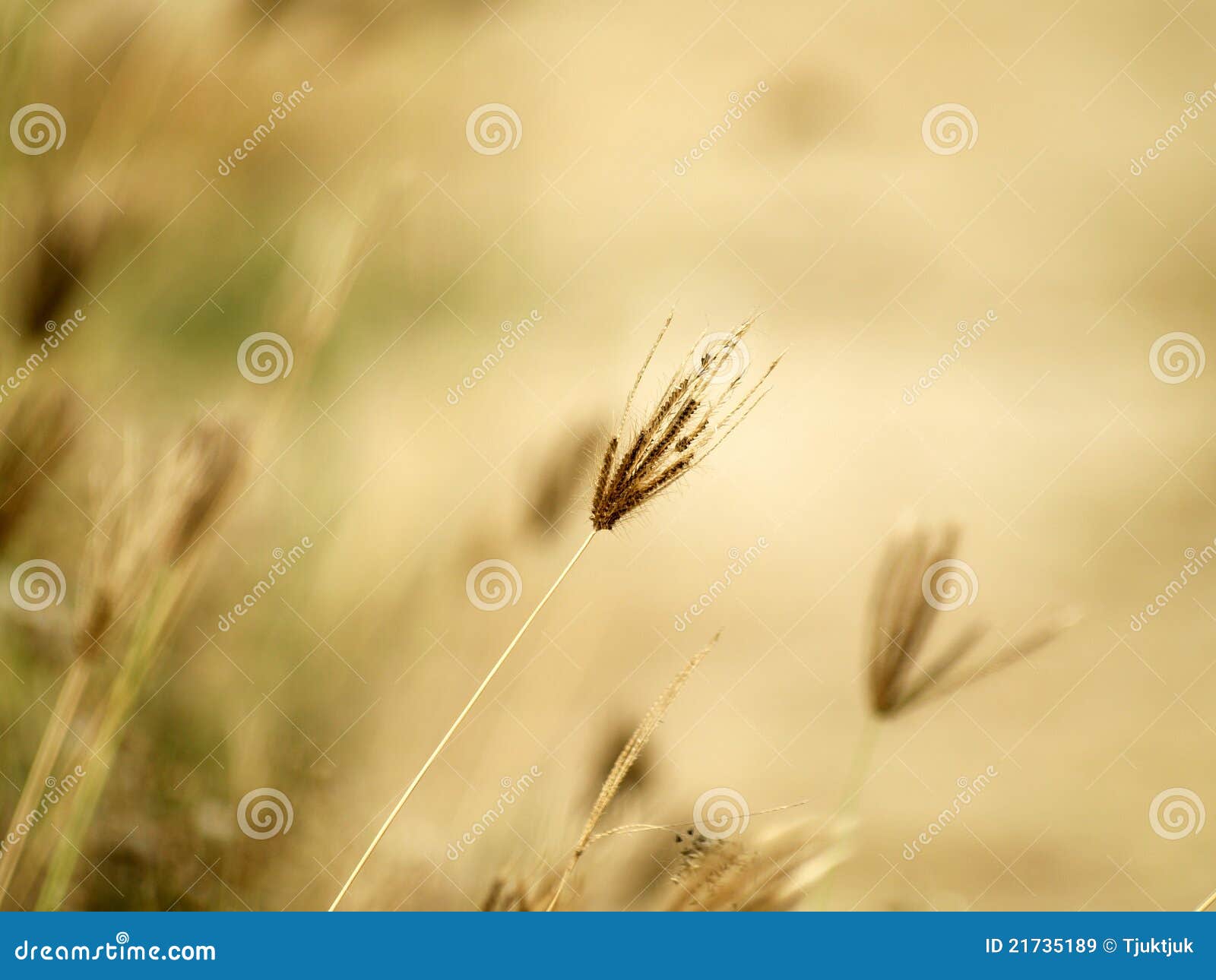 A single grass stock image. Image of ecology, grass, close - 21735189