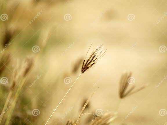 A single grass stock image. Image of ecology, grass, close - 21735189