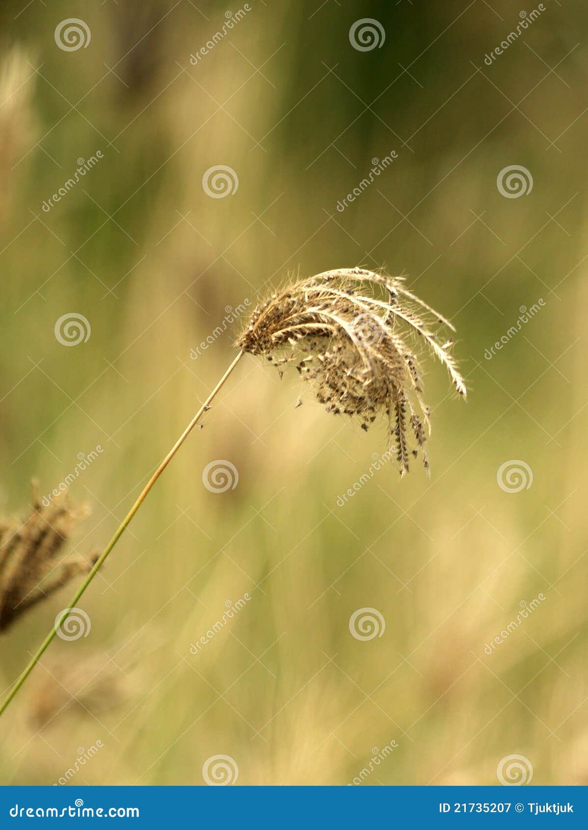 A single grass stock image. Image of nature, garden, isolated - 21735207