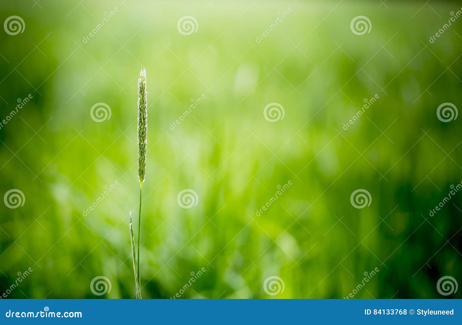 Single Grass Blade in Focus Stock Photo - Image of freshness, close ...