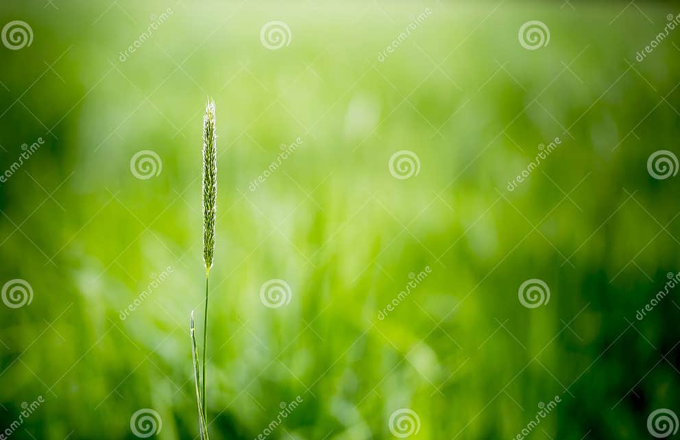 Single Grass Blade in Focus Stock Photo - Image of freshness, close ...