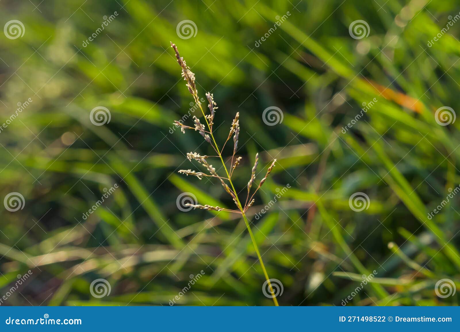 Single Grass Closeup, Isolated on Blur Green Background. Selective ...