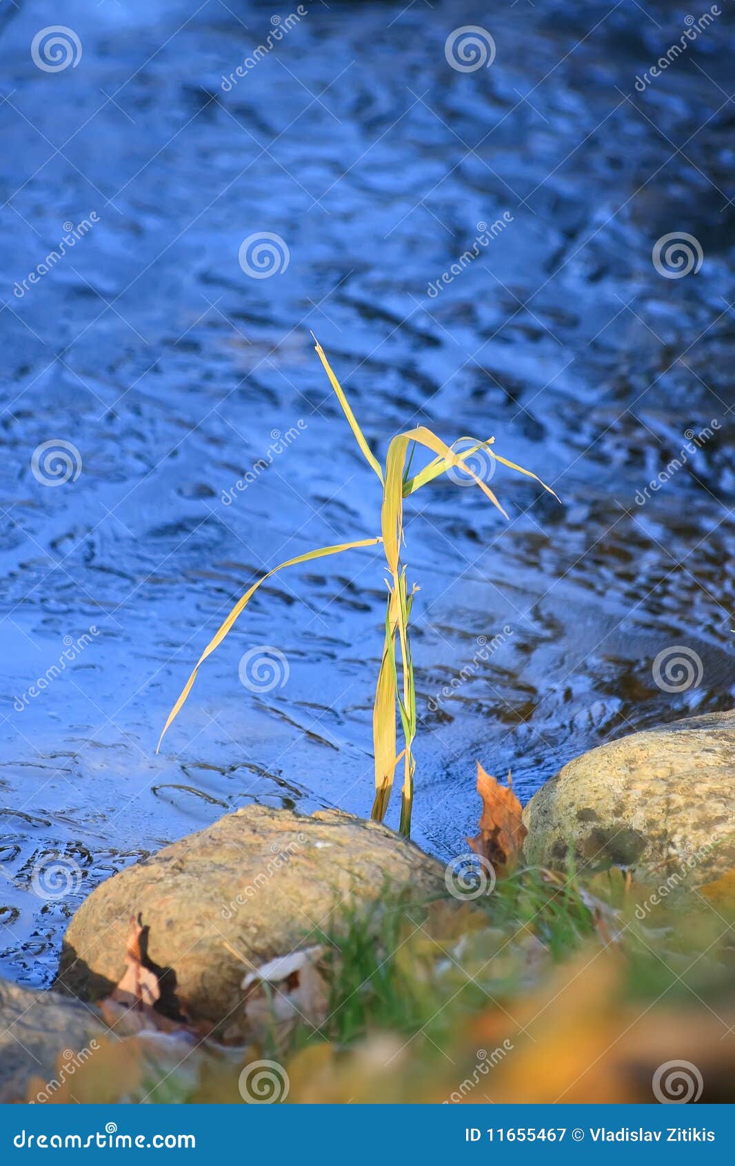 Single Grass on Frozen River Stock Image - Image of green, grass: 11655467