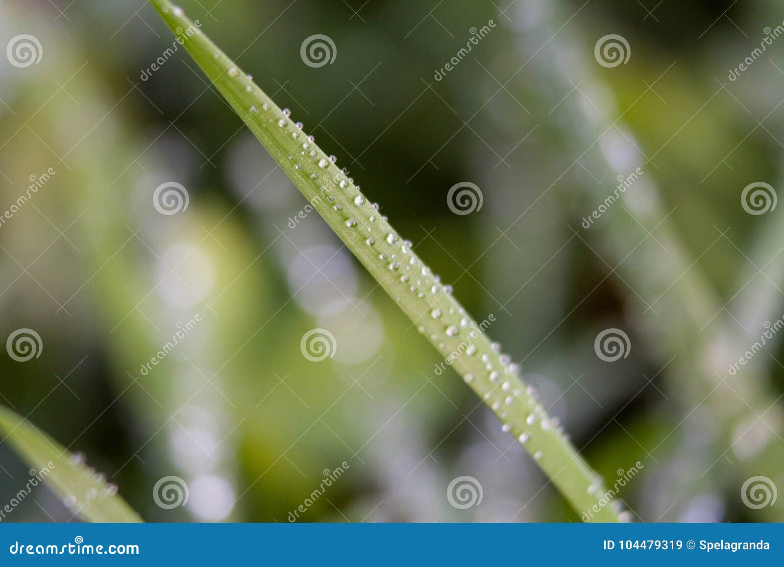 Single Grass Leaf with Dew Droplets Stock Image - Image of bokeh ...