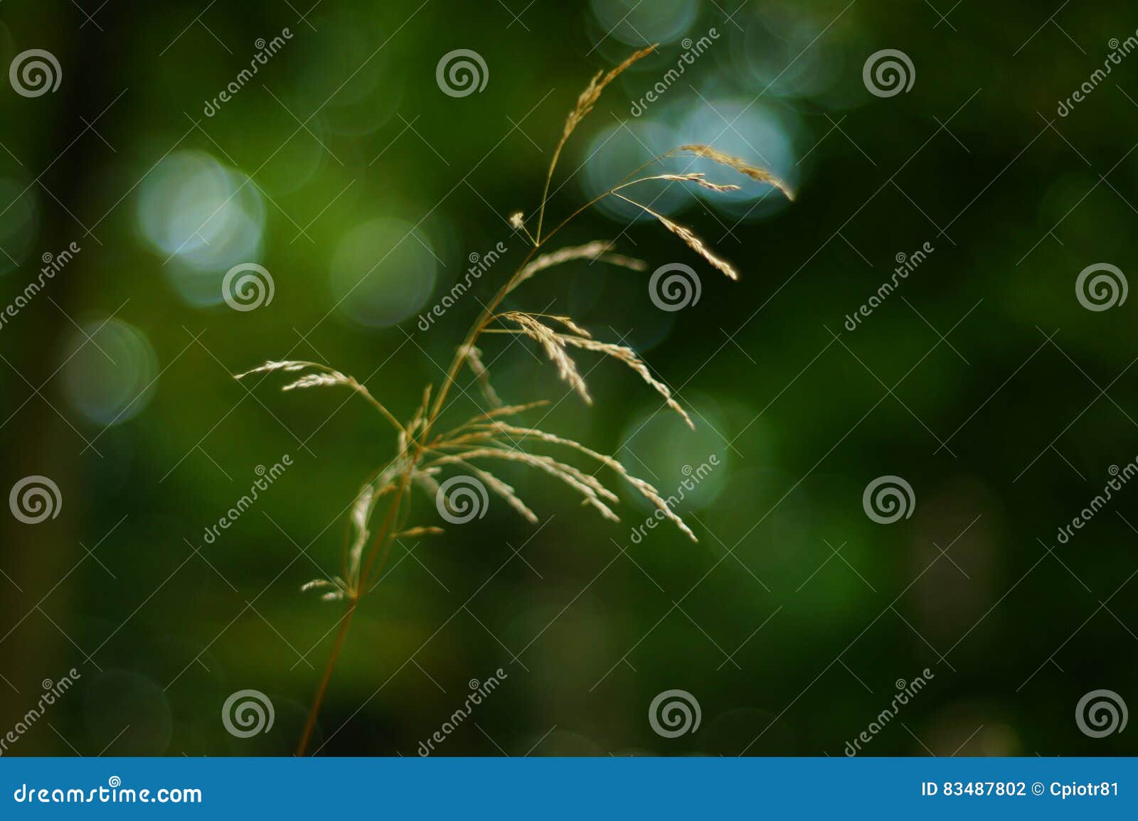 A single grass stock photo. Image of forest, circles - 83487802