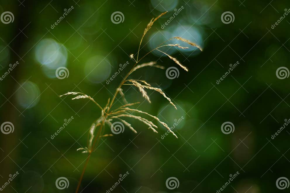 A single grass stock photo. Image of forest, circles - 83487802