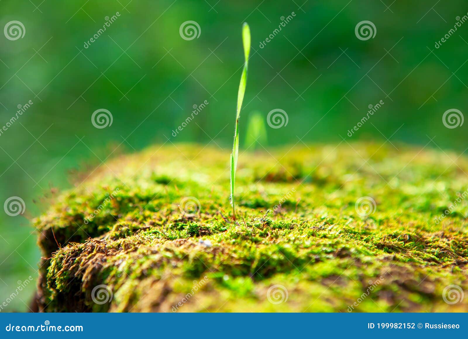 Single grass stock photo. Image of lonesome, environment - 199982152