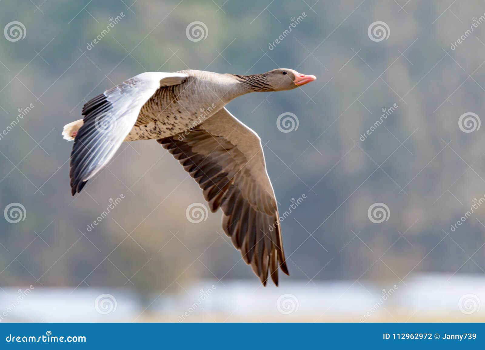 Single gray goose flying stock photo. Image of wing - 112962972