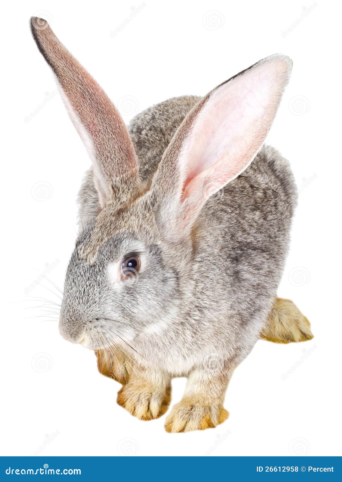 Single gray rabbit stock photo. Image of gnaw, hair, cute - 26612958