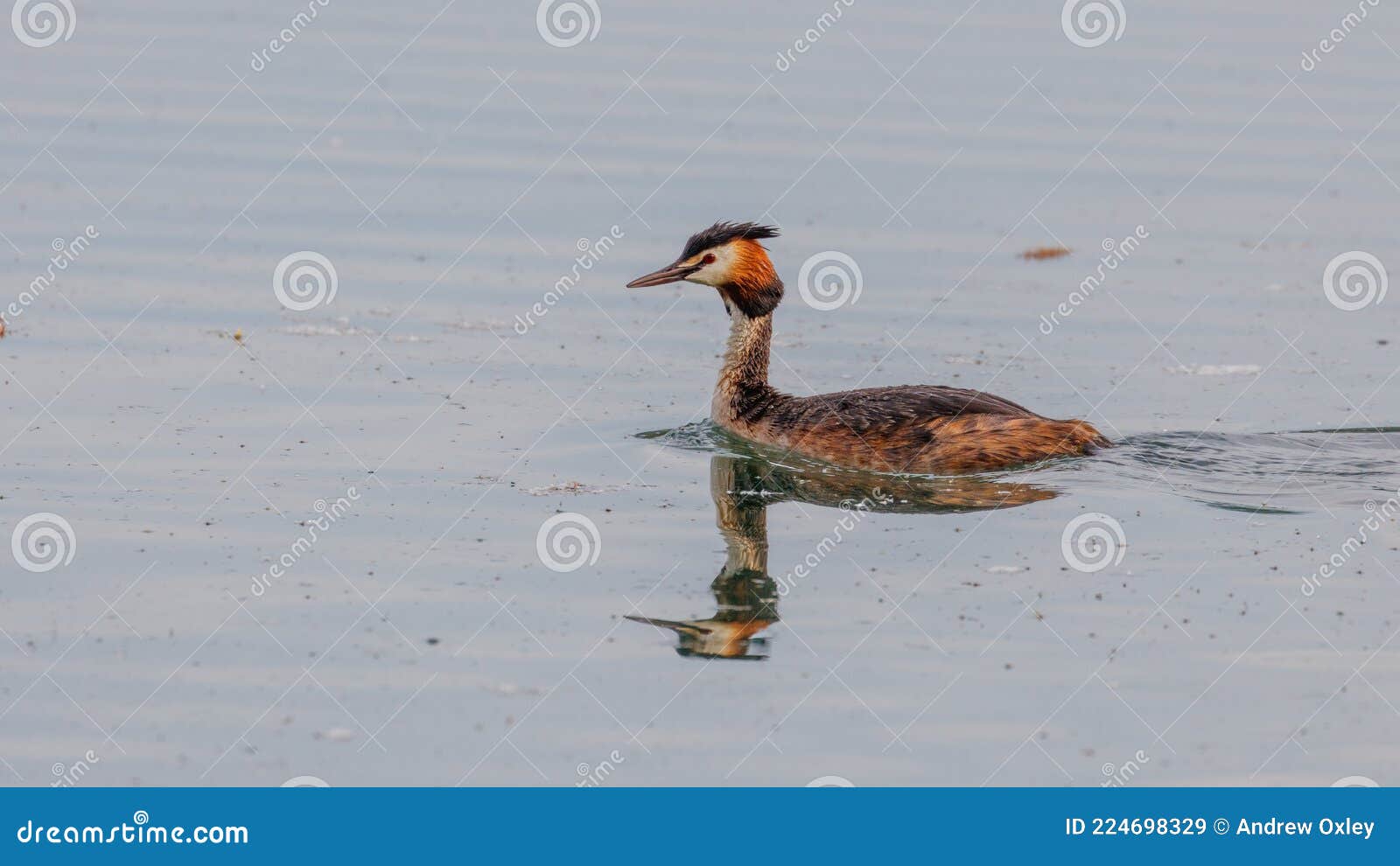 A Single Great Crested Grebe Swimming in Bright Water Stock Image ...