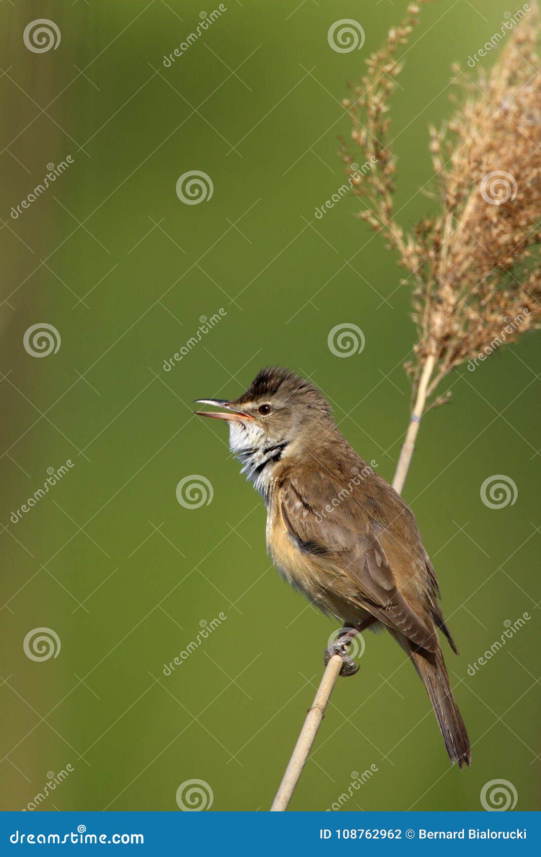 Single Great Reed Warbler on a Reed Stem in Spring Season Stock Photo ...