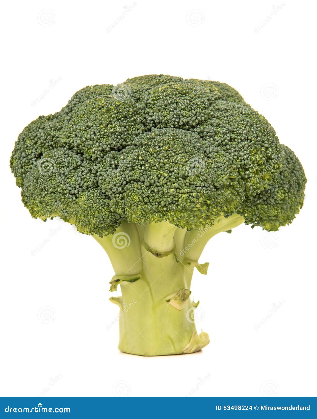 Single Green Broccoli Branch Stock Photo - Image of brocoli, green ...
