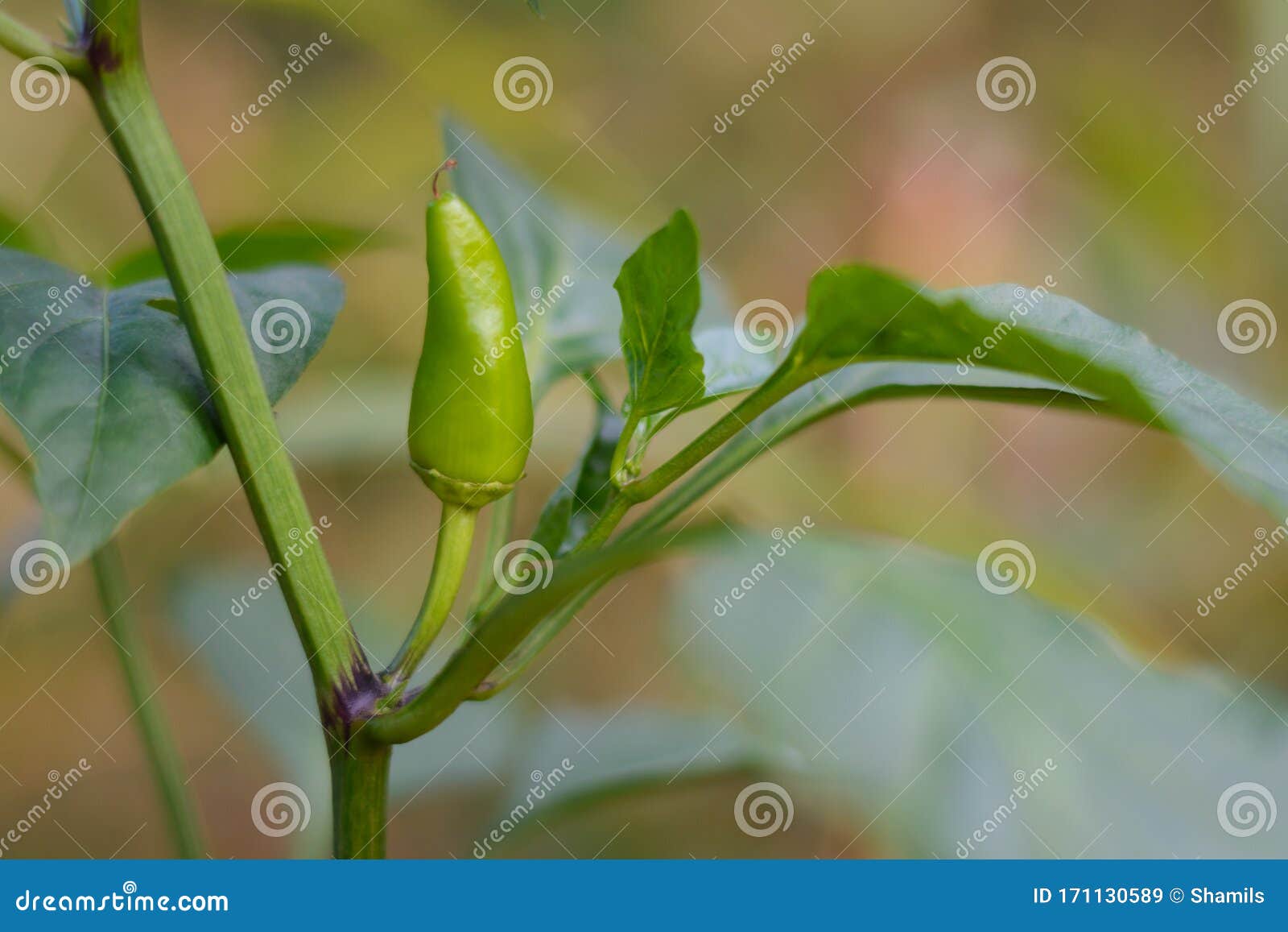 Single Green Chilli stock image. Image of nutrition - 171130589