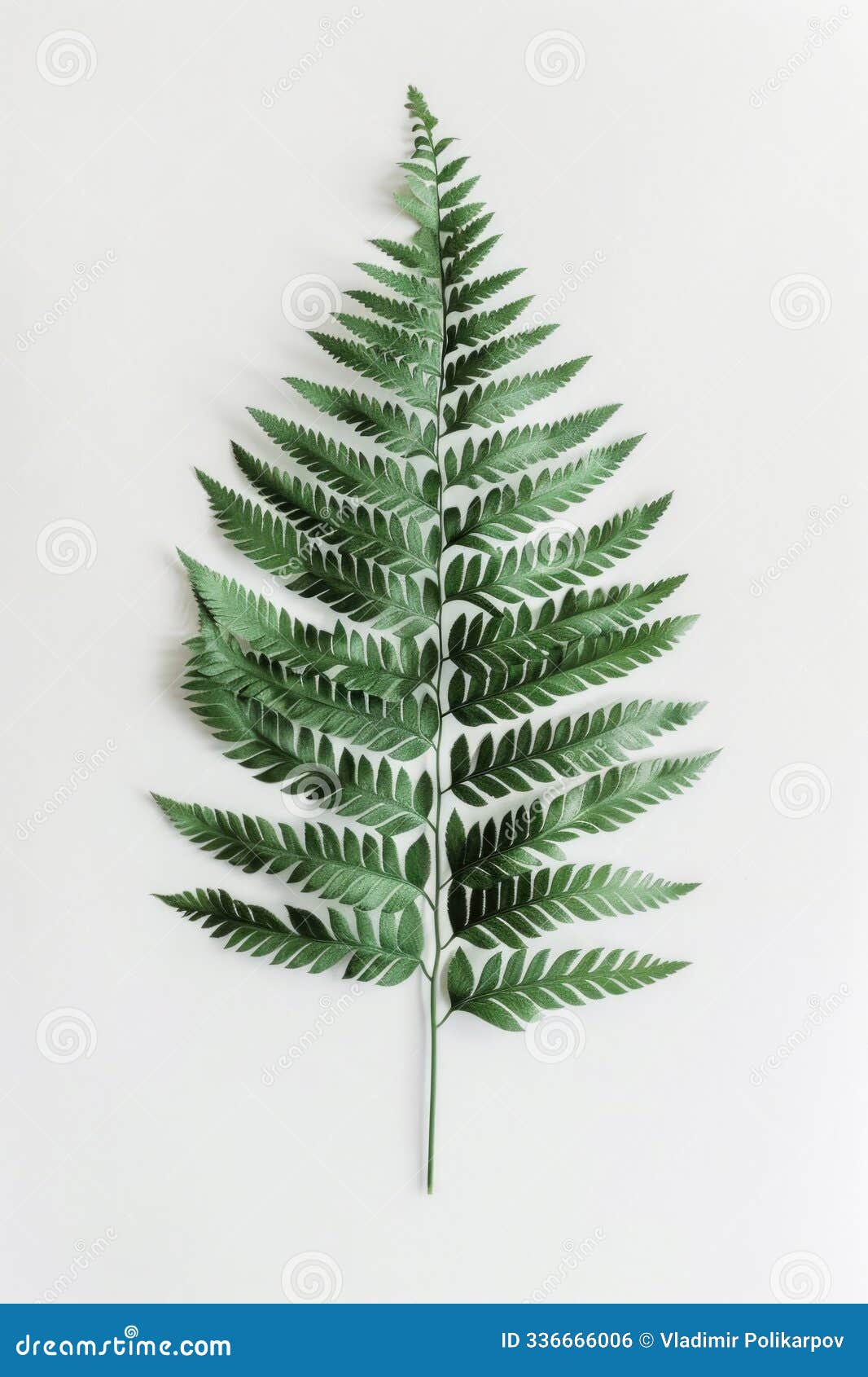 A Single Green Fern Leaf Placed on a White Surface Stock Photo - Image ...