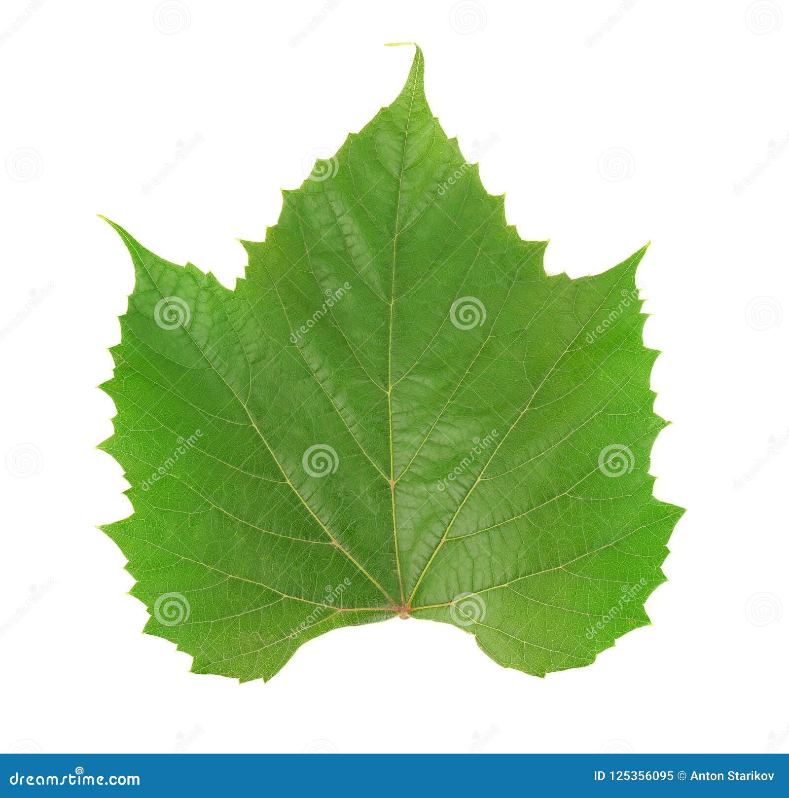 Single green grape leaf stock image. Image of ecology - 125356095