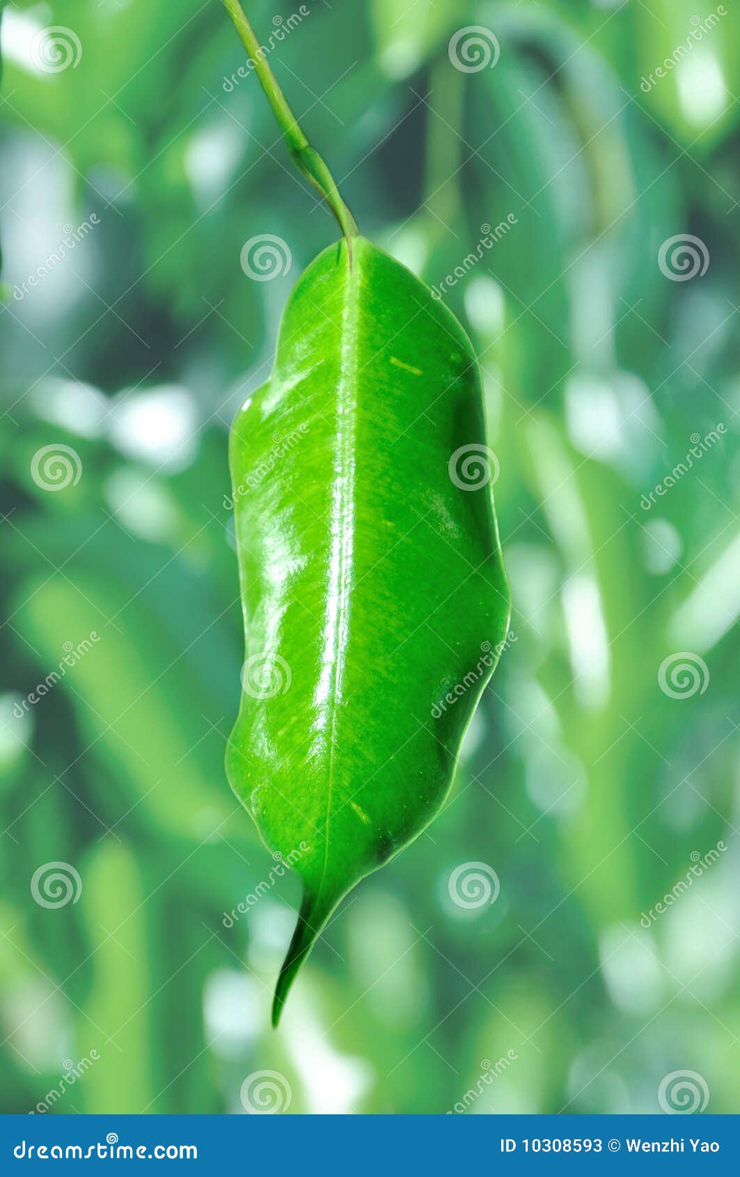 Single Green Leaf Of Walnut Isolated On White Background, Bottom Side ...