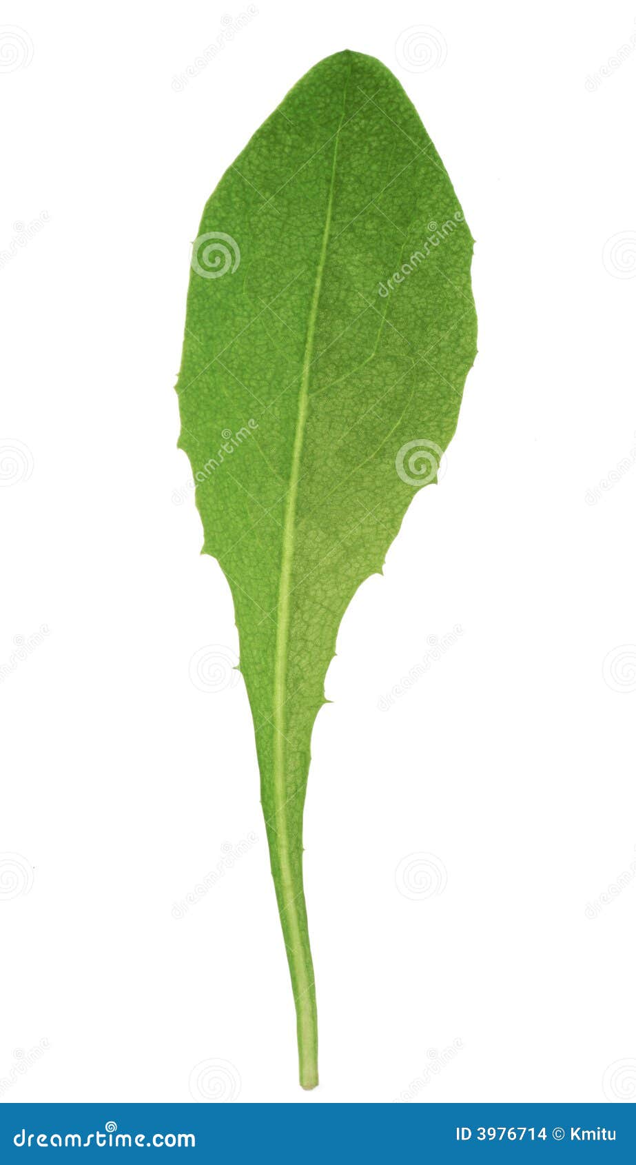 Single green leaf stock photo. Image of pinnate, single - 3976714