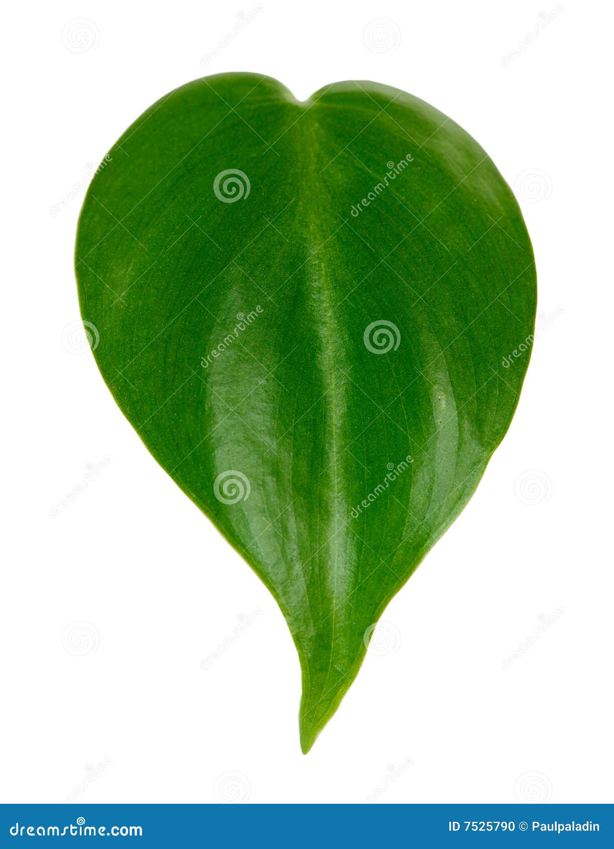 Single green leaf stock photo. Image of object, delicate - 7525790
