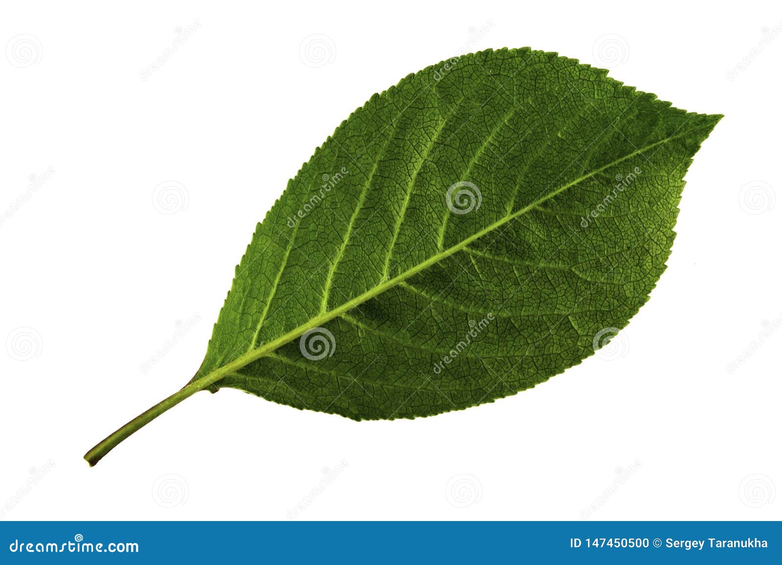 Single Green Leaf of Cherry Isolated on White Background, Bottom Side ...