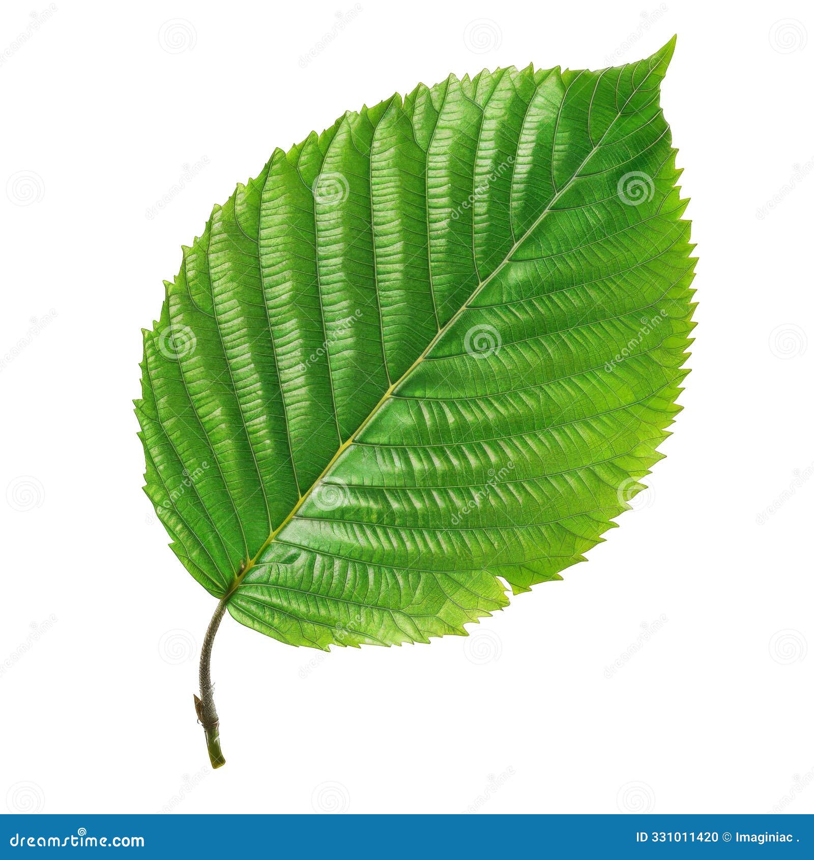 Single Green Leaf with Detailed Veins Against a Black Background Stock ...