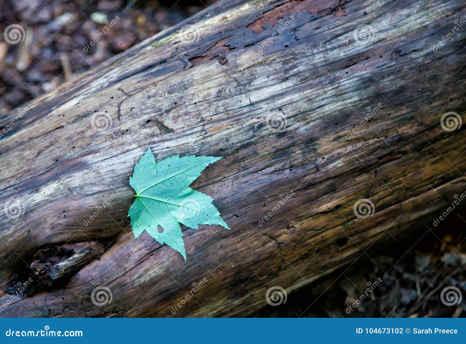 Single Green Leaf on Downed Tree Log Stock Photo - Image of bark ...