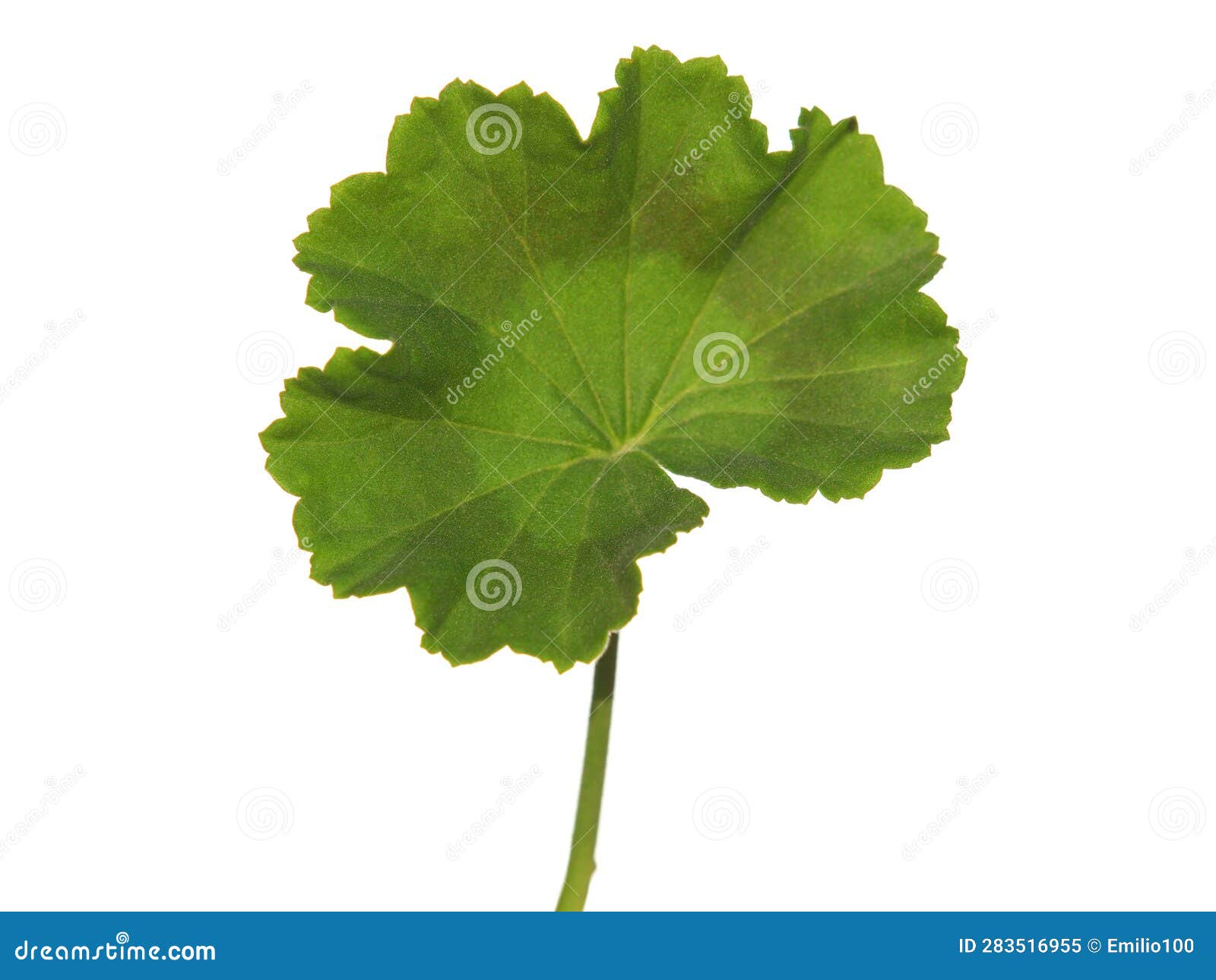 Single Green Leaf of Garden Geranium Isolated on White Stock Image ...