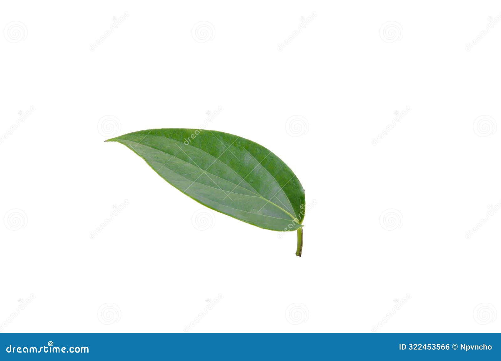 Single Green Leaf. the Leaf of a Tree are the Part that. Stock Photo ...