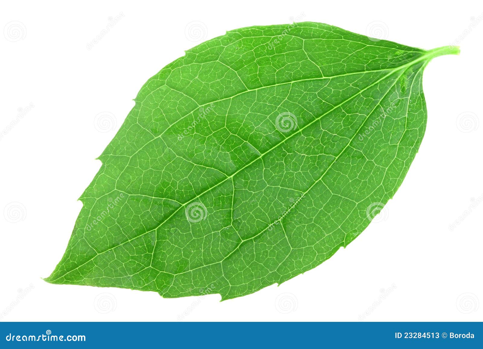 Single Green Leaf Stock Photo | CartoonDealer.com #2937012