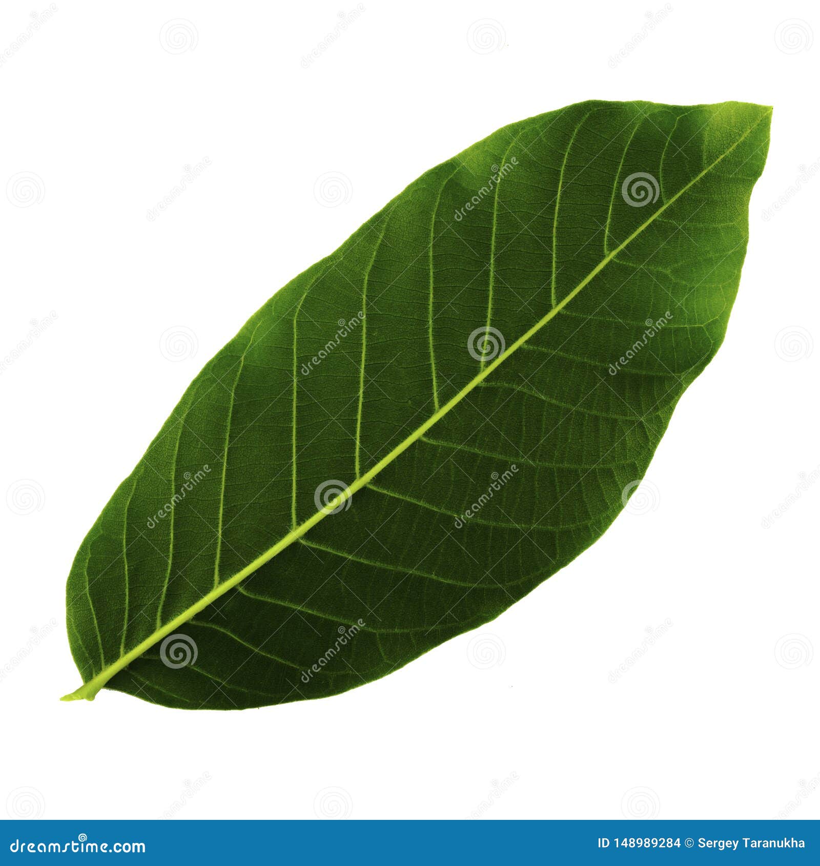 Single Green Leaf Of Walnut Isolated On White Background, Bottom Side ...