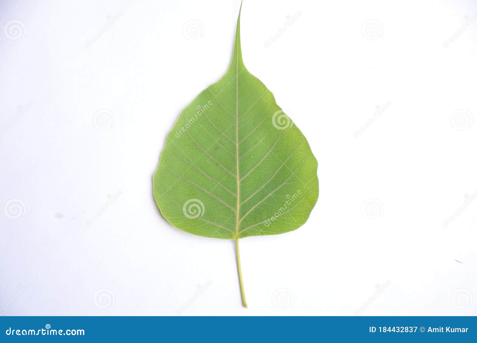 The Single Green Leafe for Peeple Tree Stock Image - Image of single ...