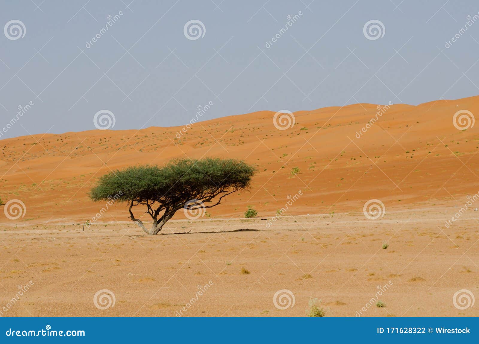 Single Green-leafed Tree in a Desert Area during Daytime Stock Photo ...