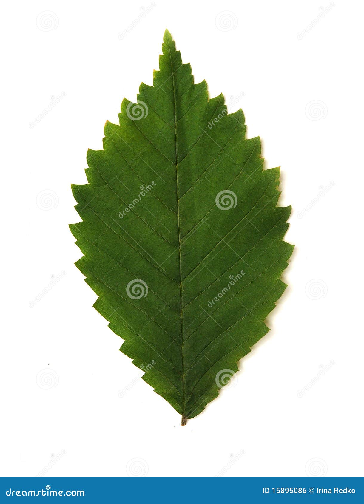 Single green leave stock photo. Image of development - 15895086