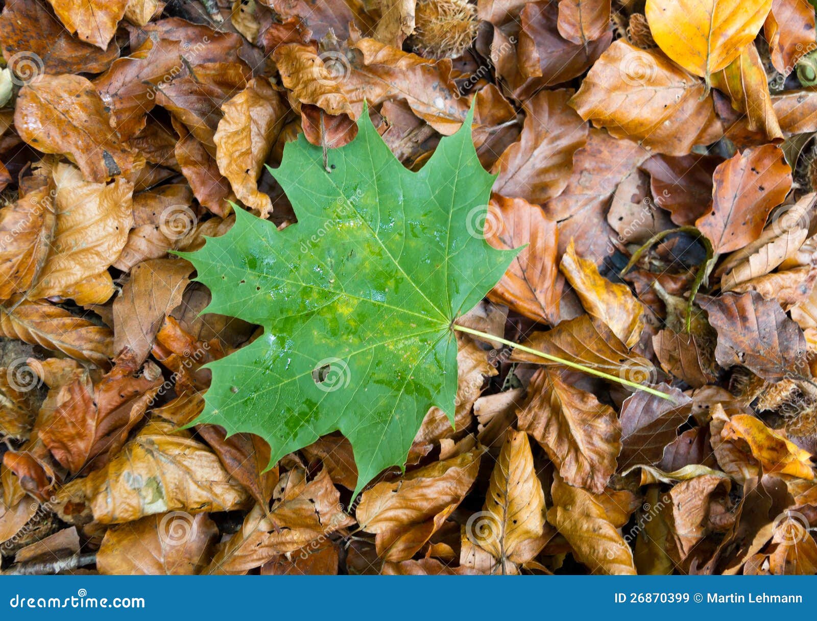Single Green Leave on Autum Foliage Stock Image - Image of nature ...