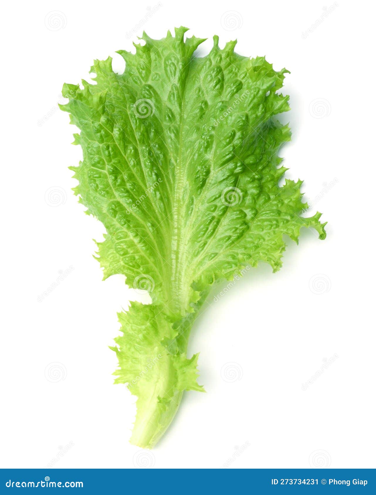 Green Lettuce Leaf stock image. Image of food, vegetable - 273734231
