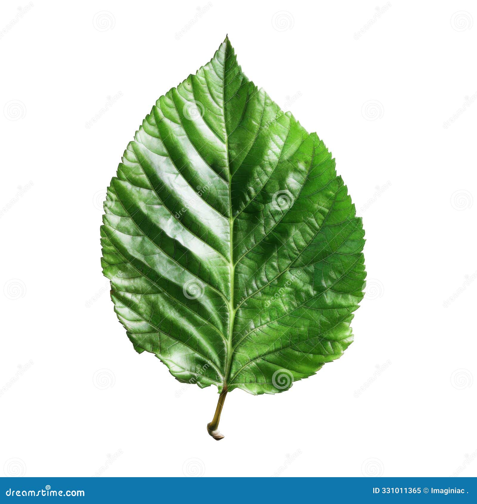 A Single Green Mulberry Leaf Isolated Against a Black Background Stock ...