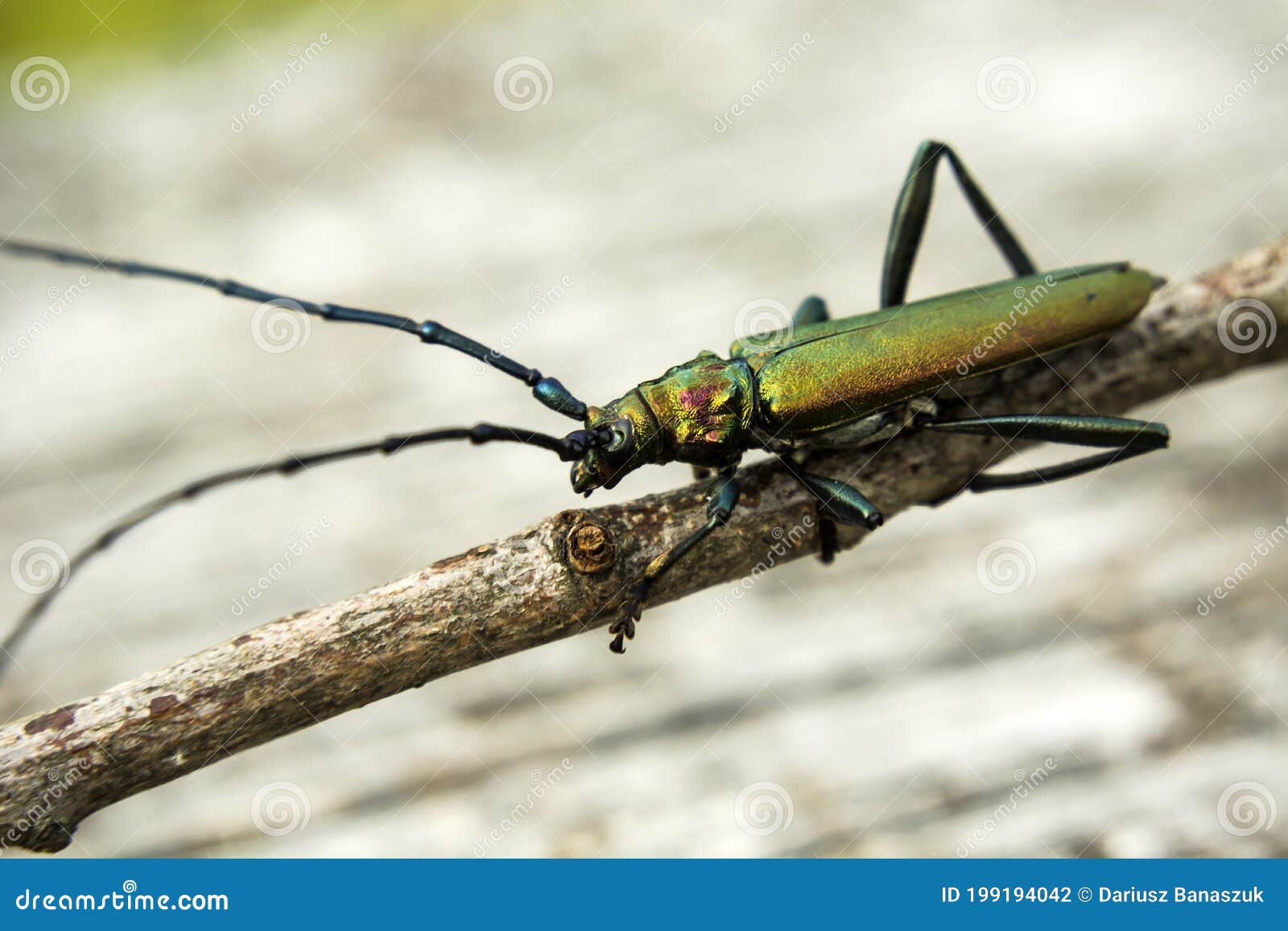 Green Musk Beetle on a Twig, Large Closeup Stock Photo - Image of ...