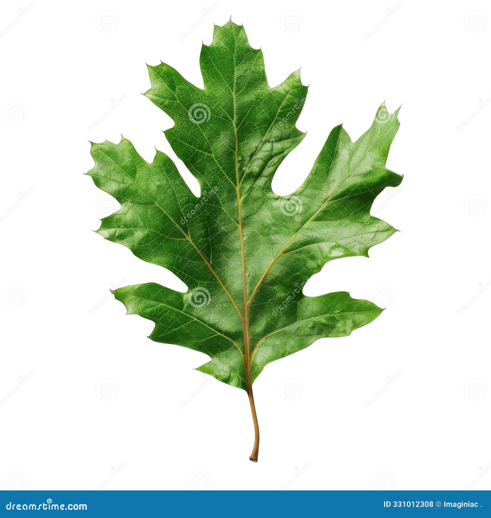Single Green Oak Leaf Isolated on Black Background Stock Photo ...