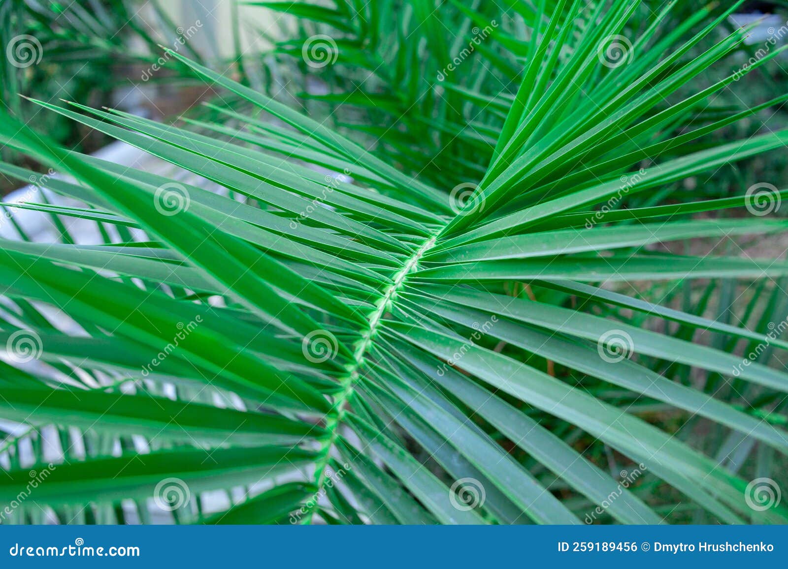 Single Green Palm Leaf Palm Tree Close Up Green Palm Leaf Textured