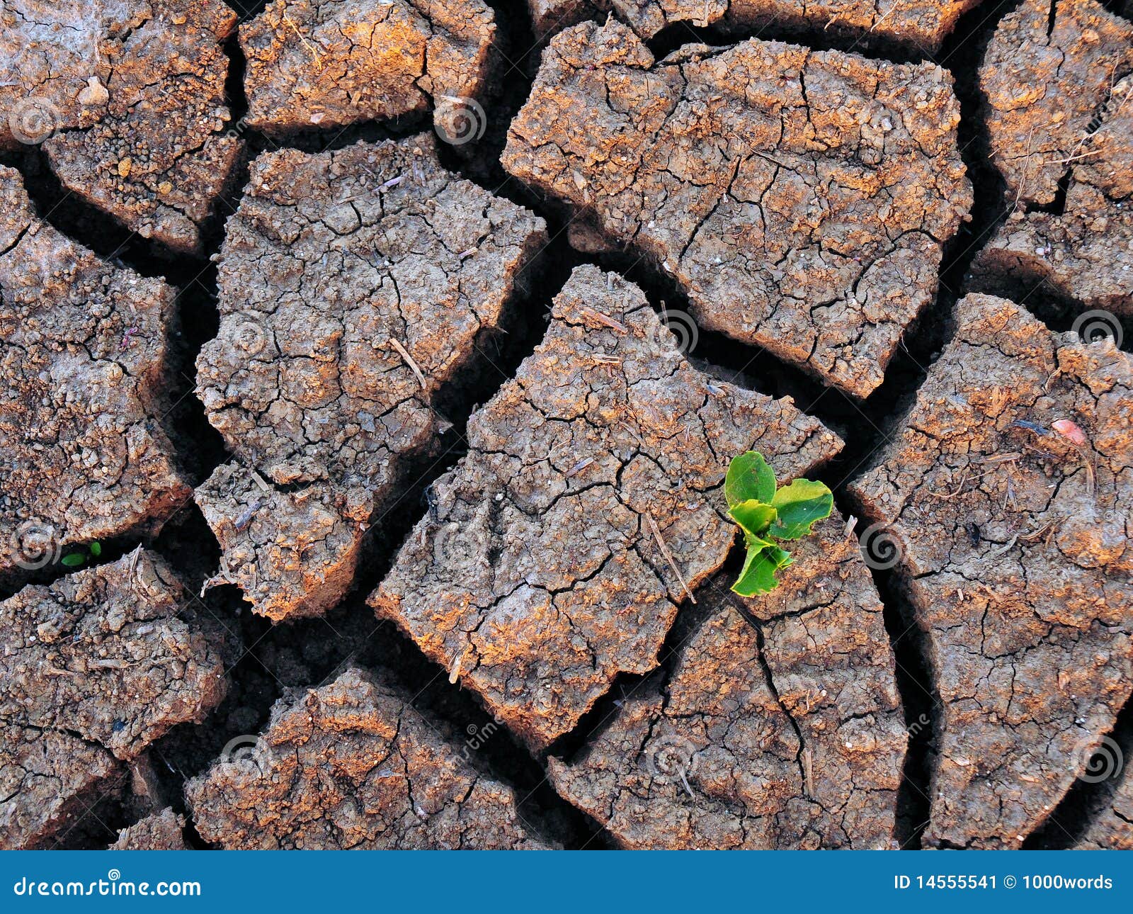Single Green Plant and Dry Cracked Soil Stock Image - Image of dark ...