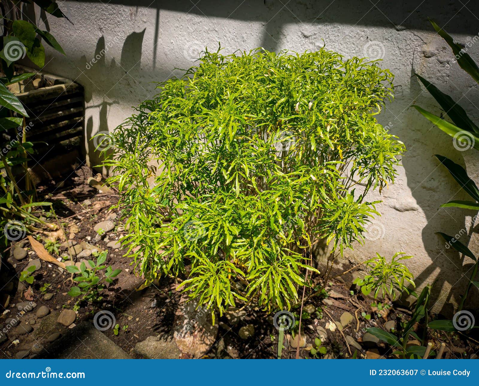 Single green plant stock image. Image of woodland, backyard - 232063607