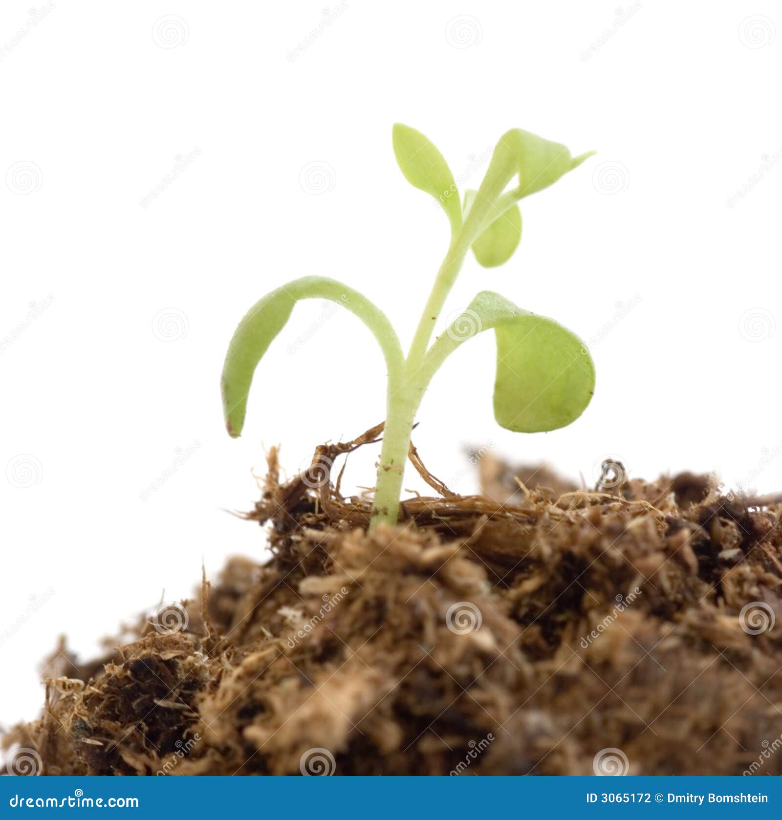 Single green plant sprout. stock photo. Image of summer - 3065172