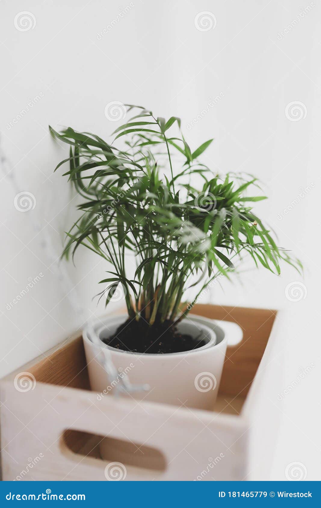 Single Green Plant in the White Pot in the Room Stock Image - Image of ...