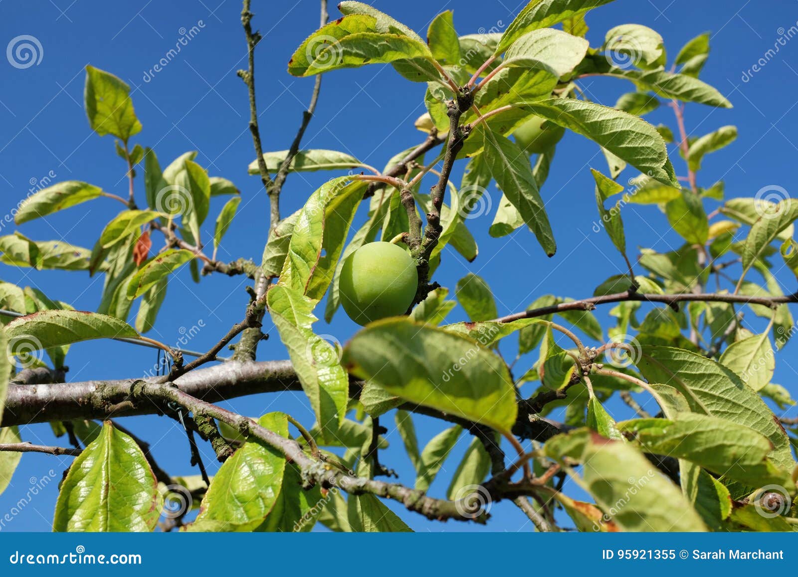 Single Green Plum Growing High on a Fruit Tree Stock Image - Image of ...