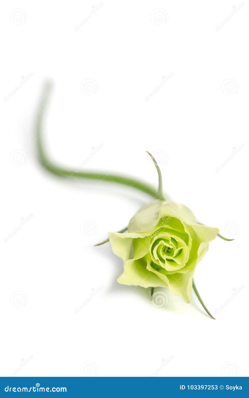 Single Green Rose Eustoma Flower Stock Image - Image of background ...