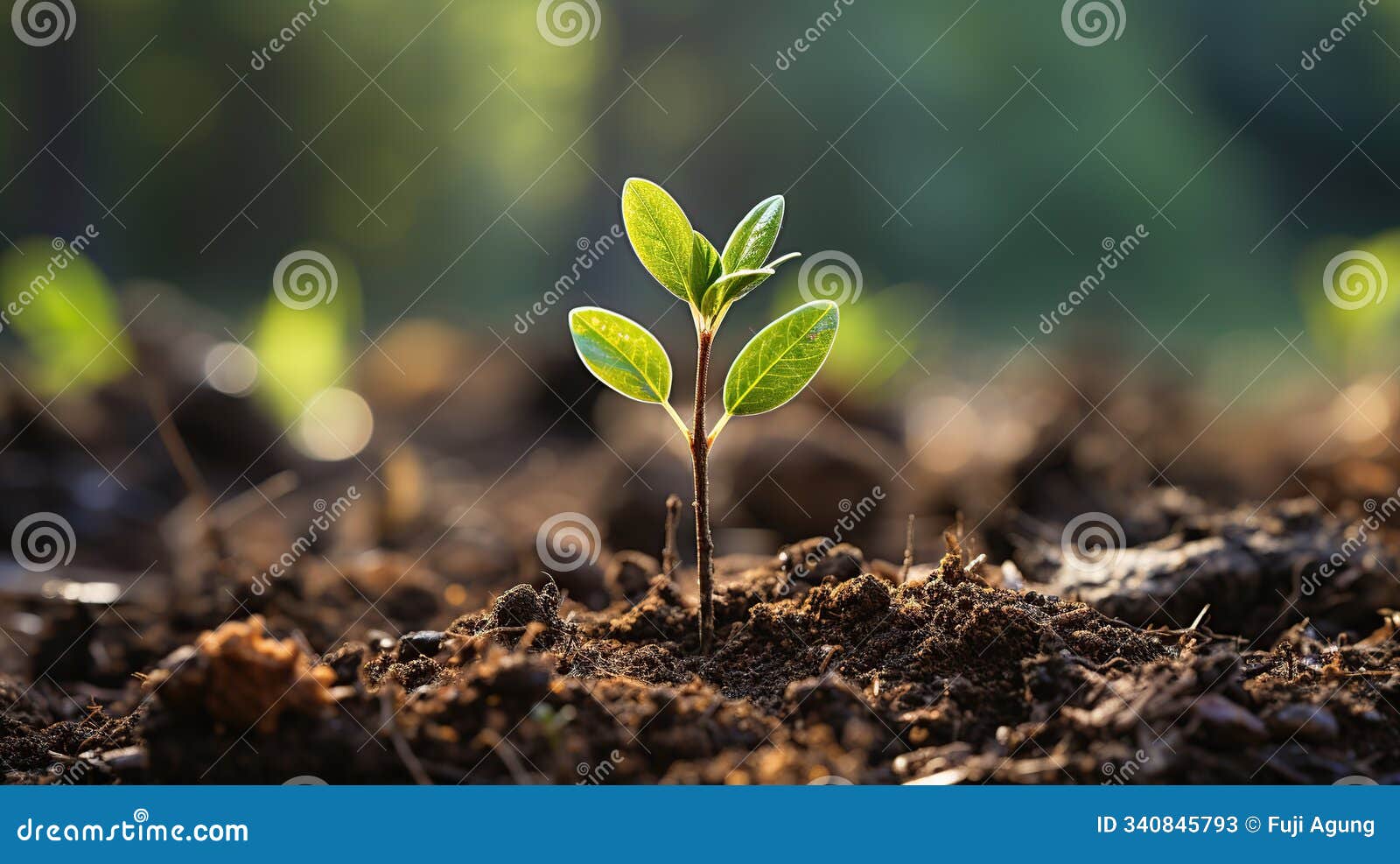 A Single Green Sprout Emerges from Dark Soil with Other Sprouts in the ...