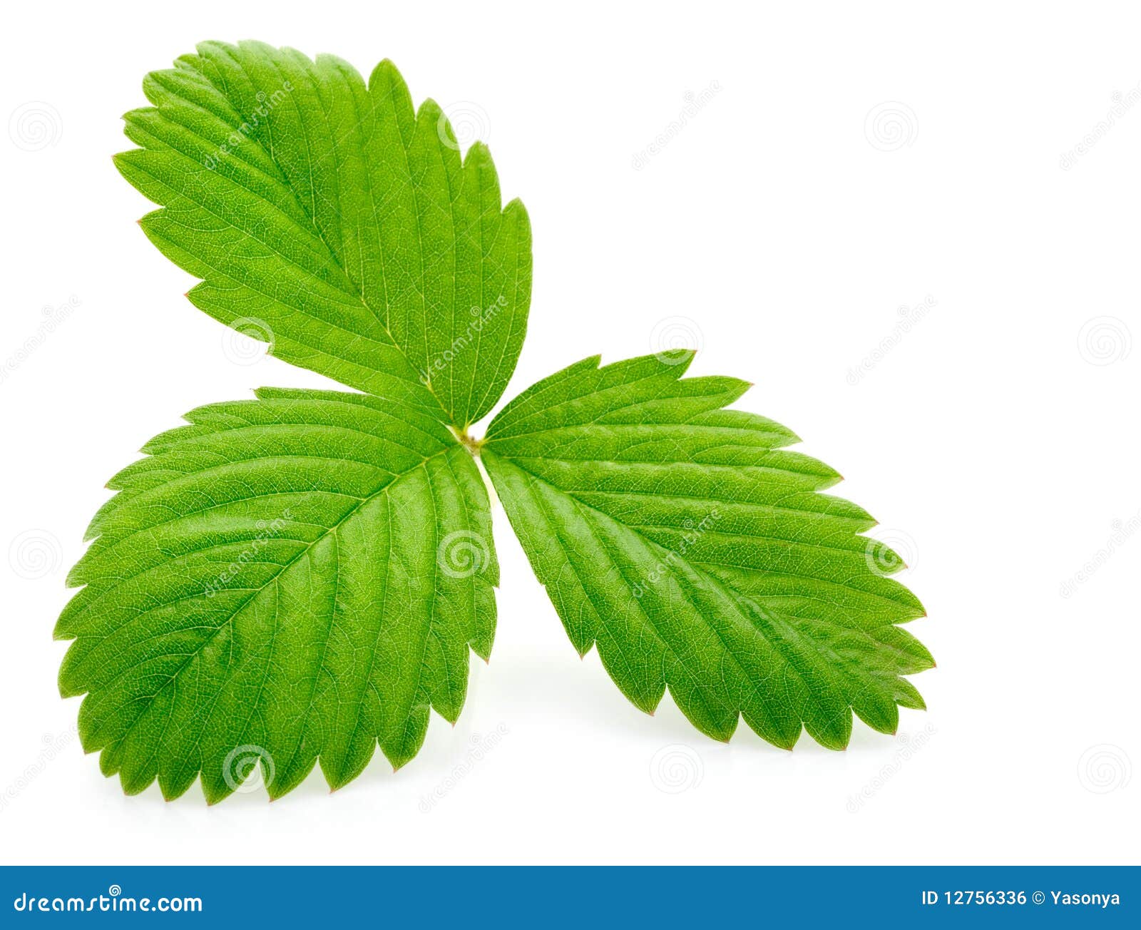 Single Green Strawberry Leaf Isolated on White Stock Photo - Image of ...