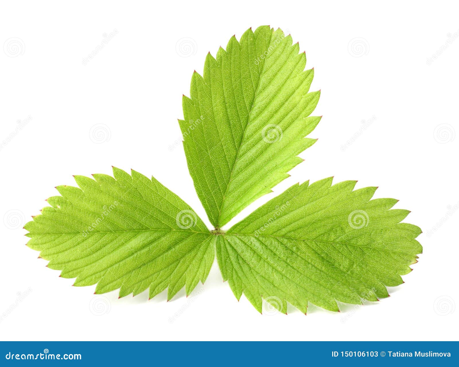 Single Green Strawberry Leaf Isolated on White Background Stock Image ...