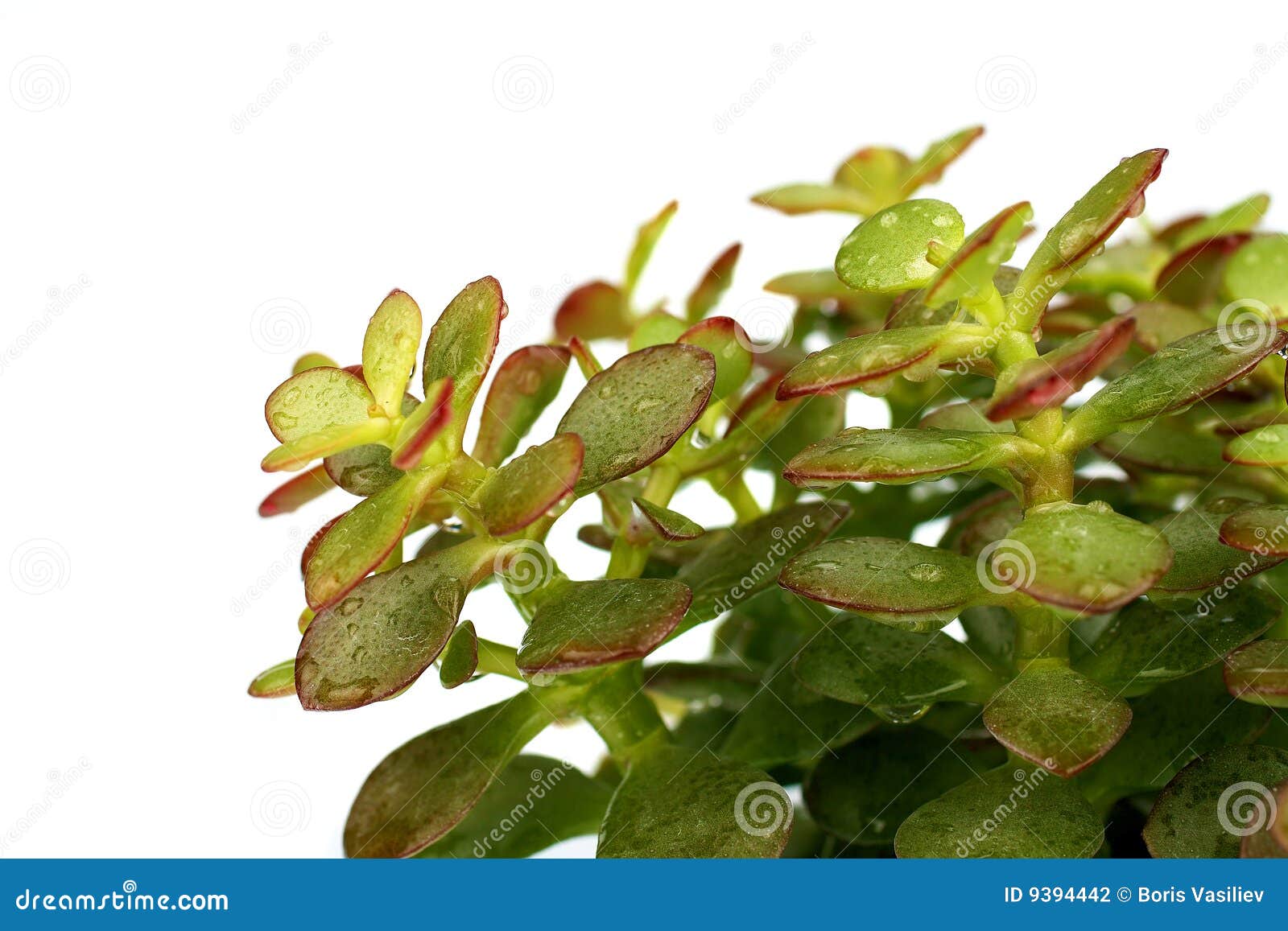 Single Green Succulent Plant Stock Photo - Image of close, home: 9394442